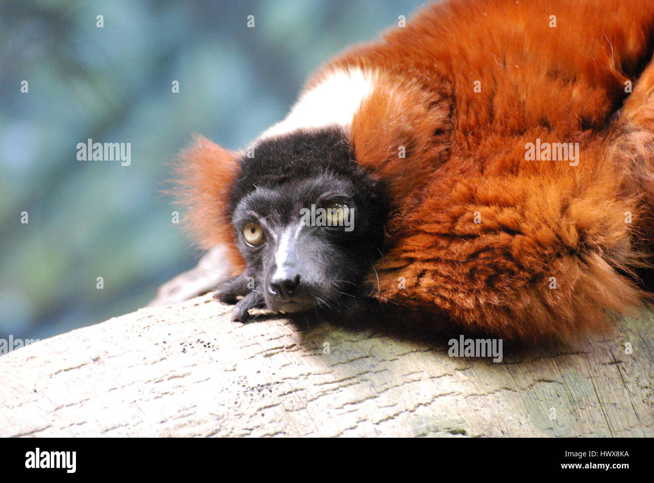 Adorable face of a red ruffed lemur on a fallen log Stock Photo - Alamy