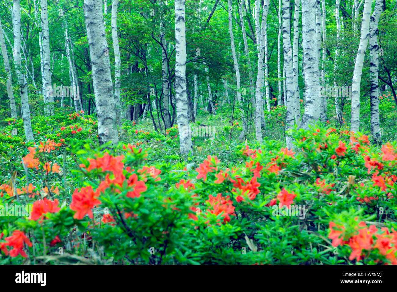Japanese Azalea in White Birch Forest Yachiho Kogen Nagano Japan Stock ...