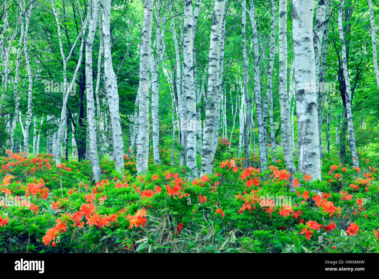 Japanese White Birch Tree High Resolution Stock Photography and Images ...