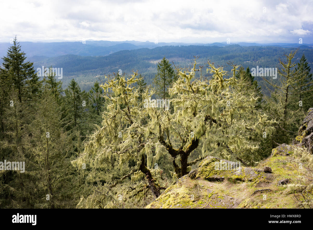 Lush trees dot hi-res stock photography and images - Alamy