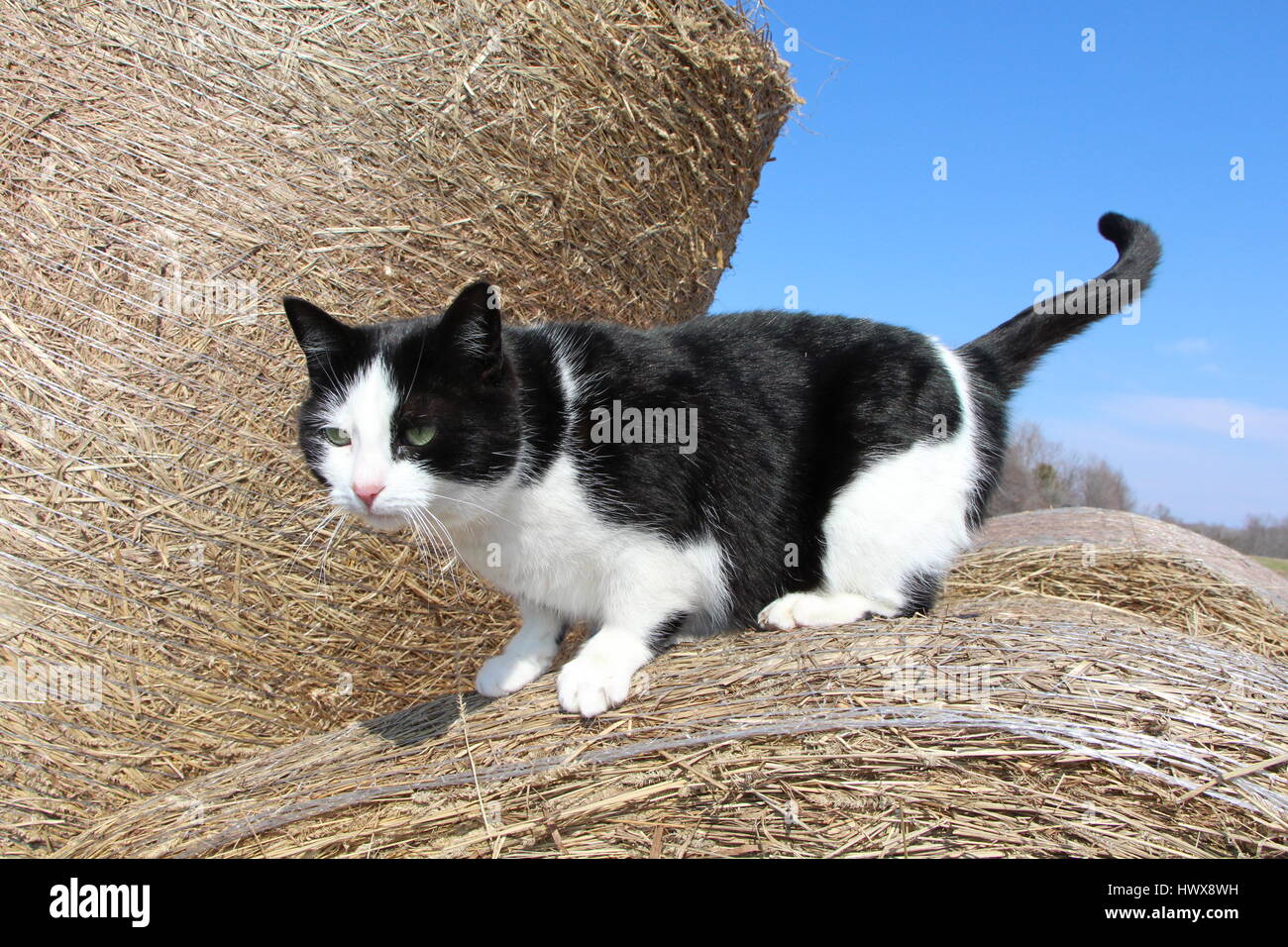 Cat pounce hi-res stock photography and images - Alamy
