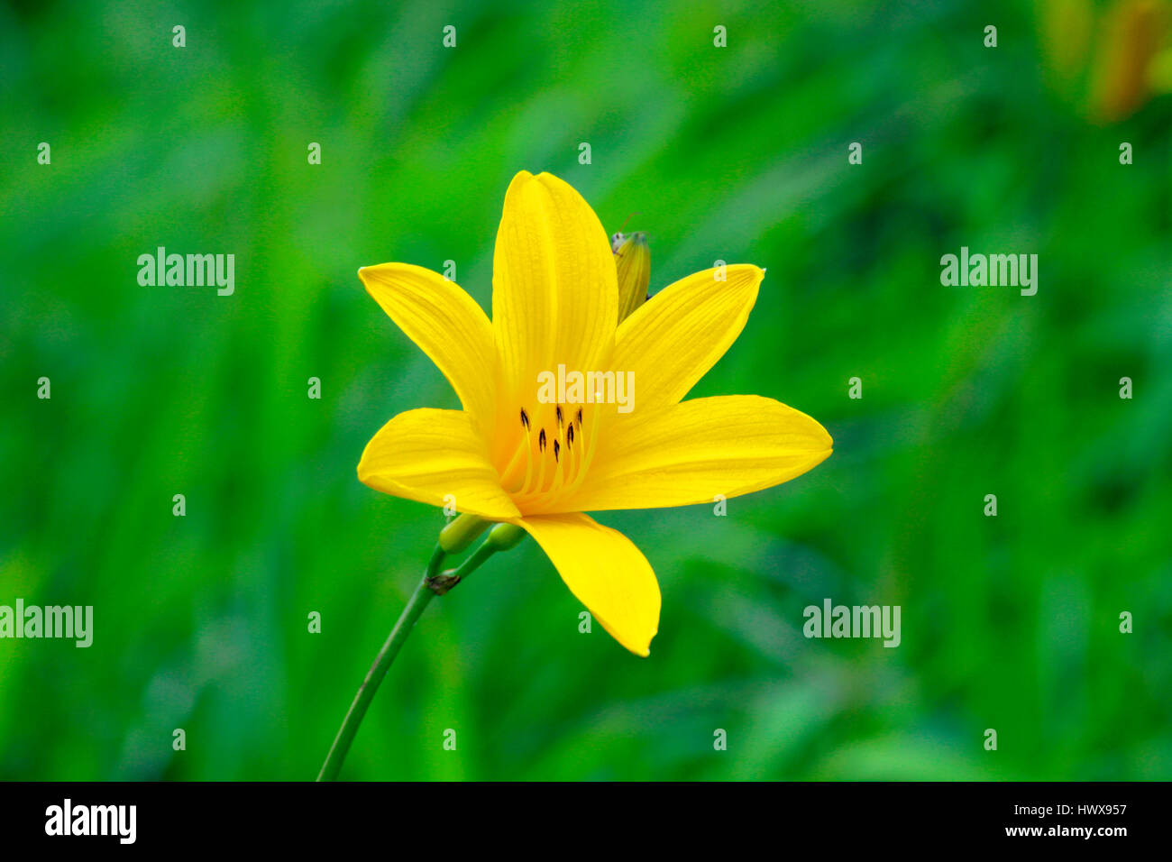 Very small insects hi-res stock photography and images - Alamy