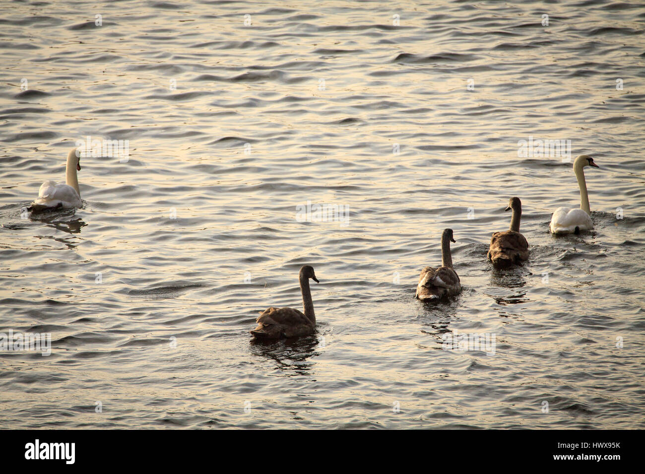The family of swans in river float in line Stock Photo - Alamy