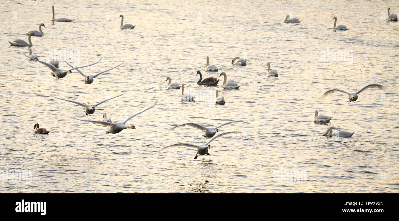 Flying and floating in river herd of white swans Stock Photo - Alamy