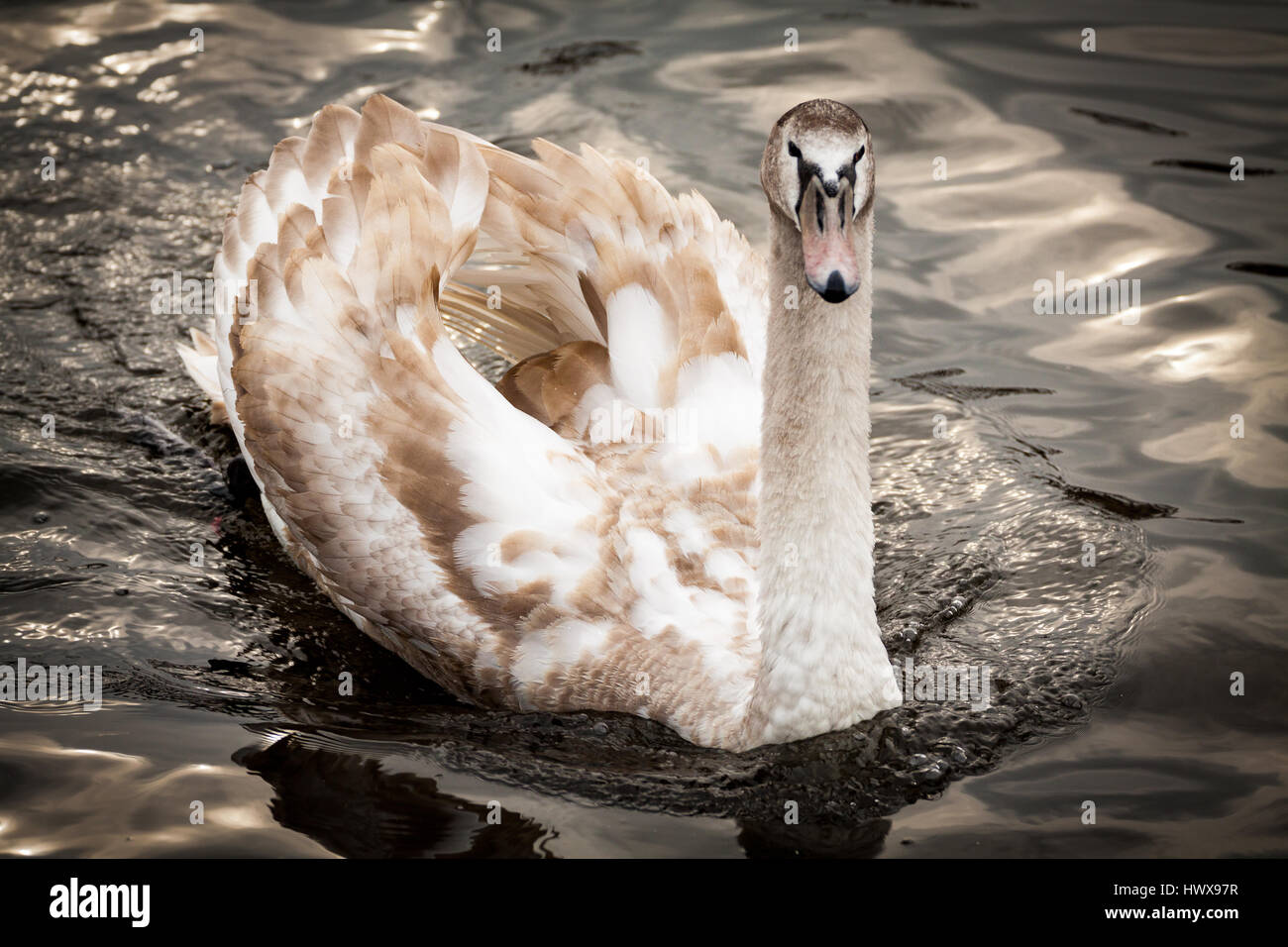 Cygnet - gray swan baby in river water Stock Photo - Alamy