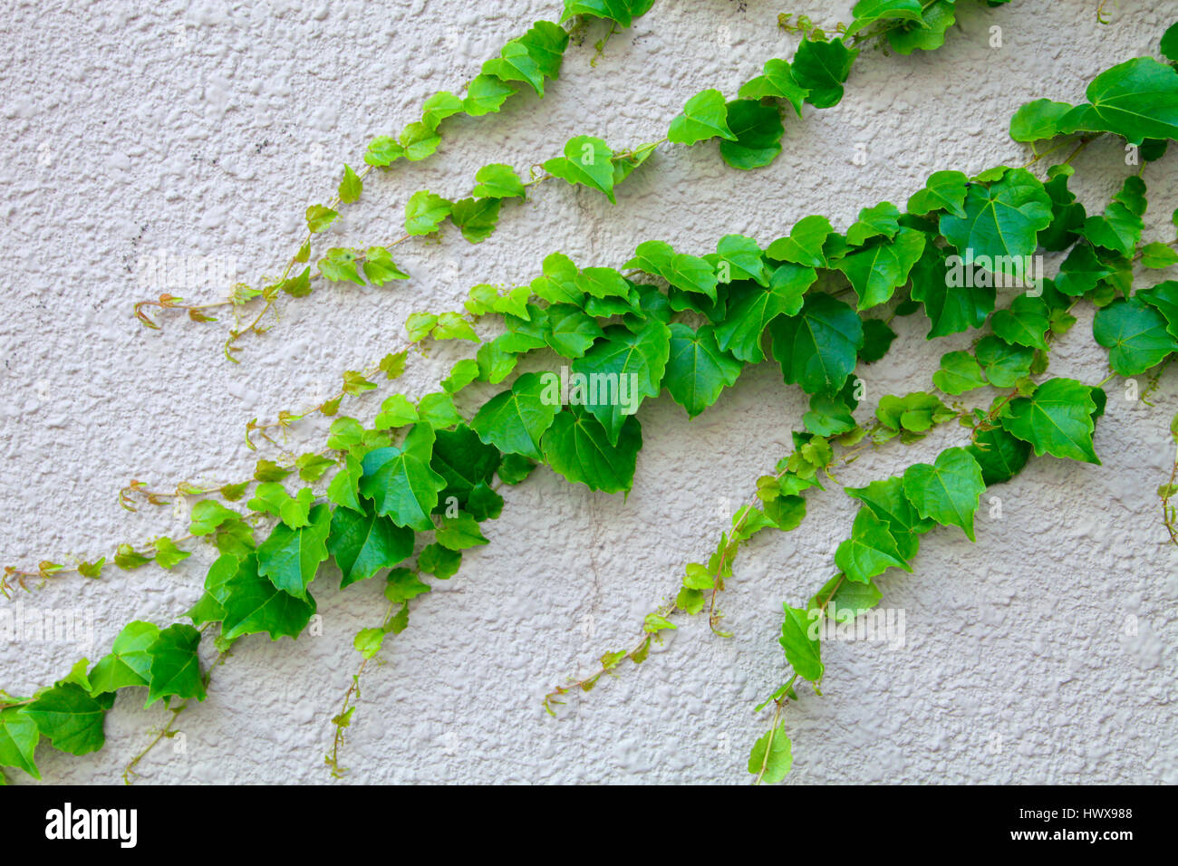 Ivy on a Wall Tokyo Japan Stock Photo - Alamy
