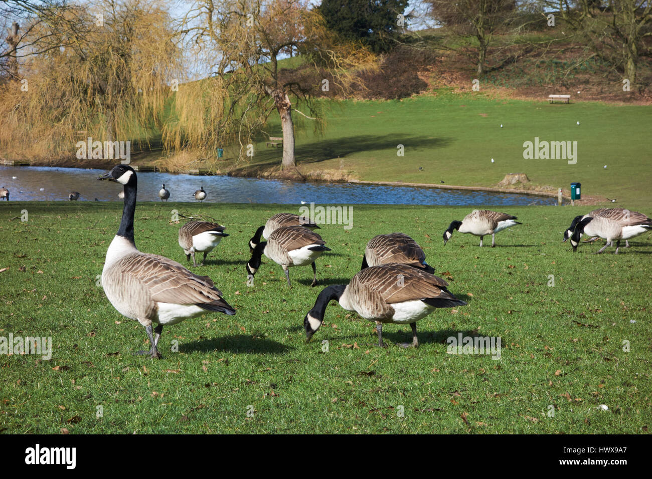 Introduced geese species hi-res stock photography and images - Alamy