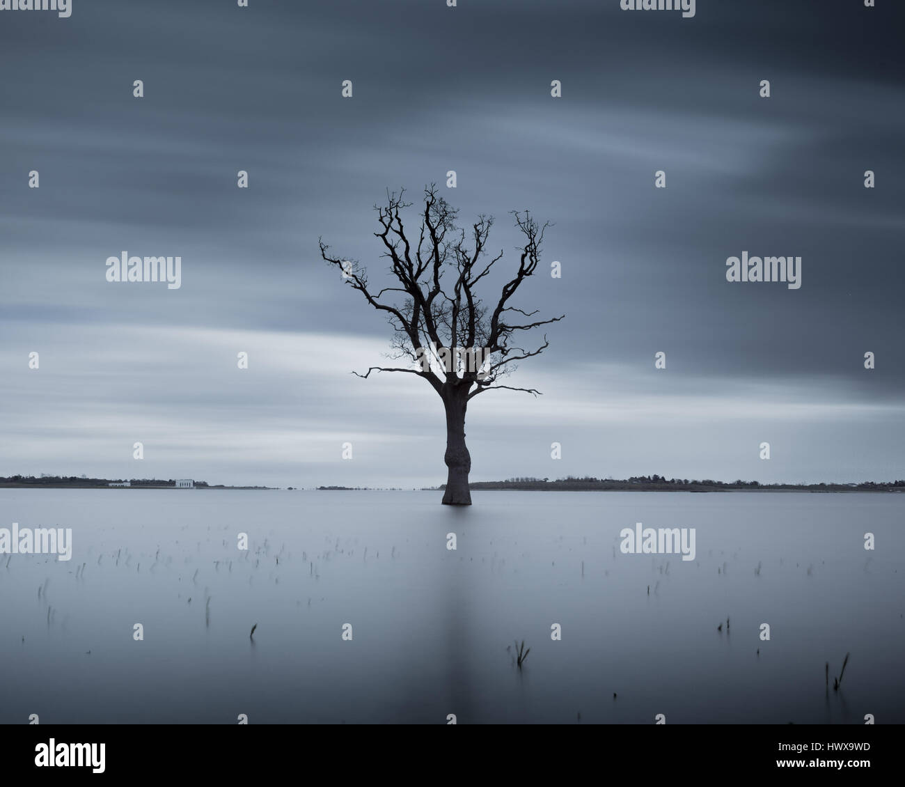lone tree submerged in a lake long exposure Stock Photo - Alamy