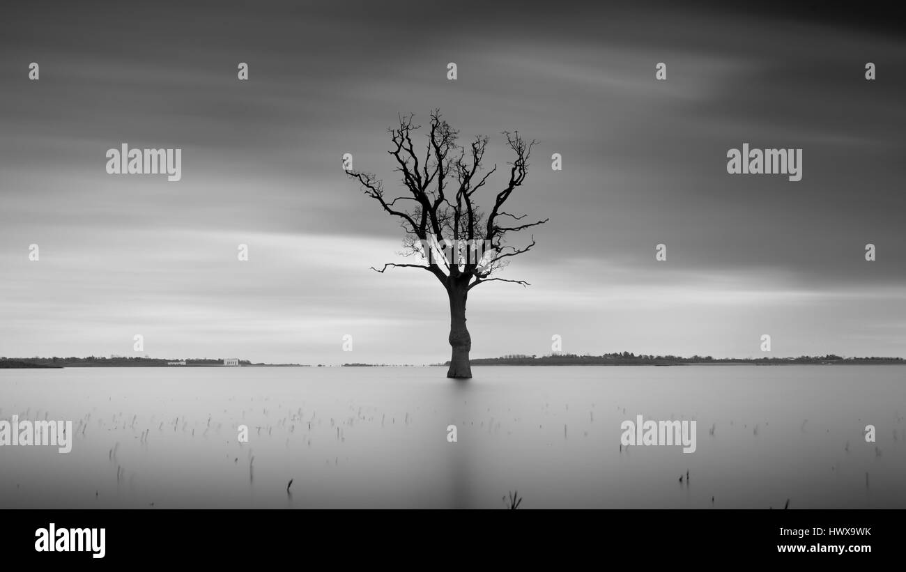 lone tree submerged in a lake long exposure Stock Photo - Alamy