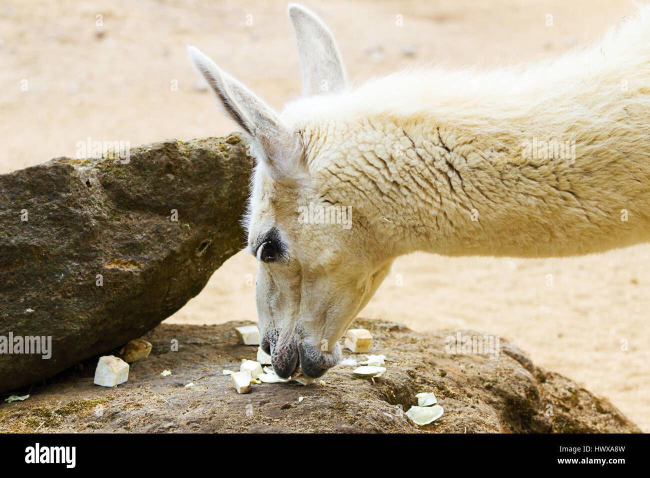 Llama lama in the zoo outdoors eating Stock Photo - Alamy