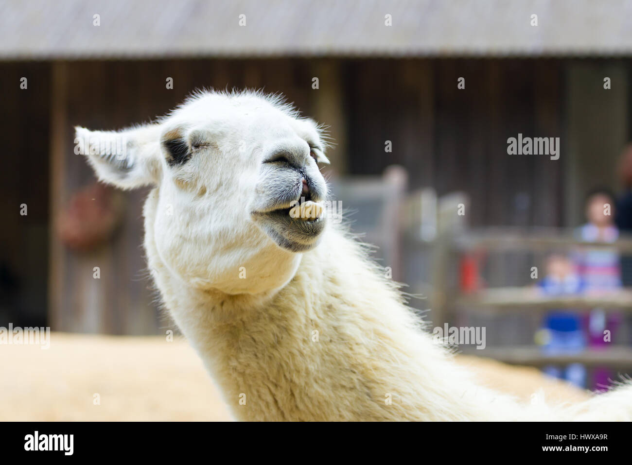 Llama lama smile and for fun children Stock Photo - Alamy