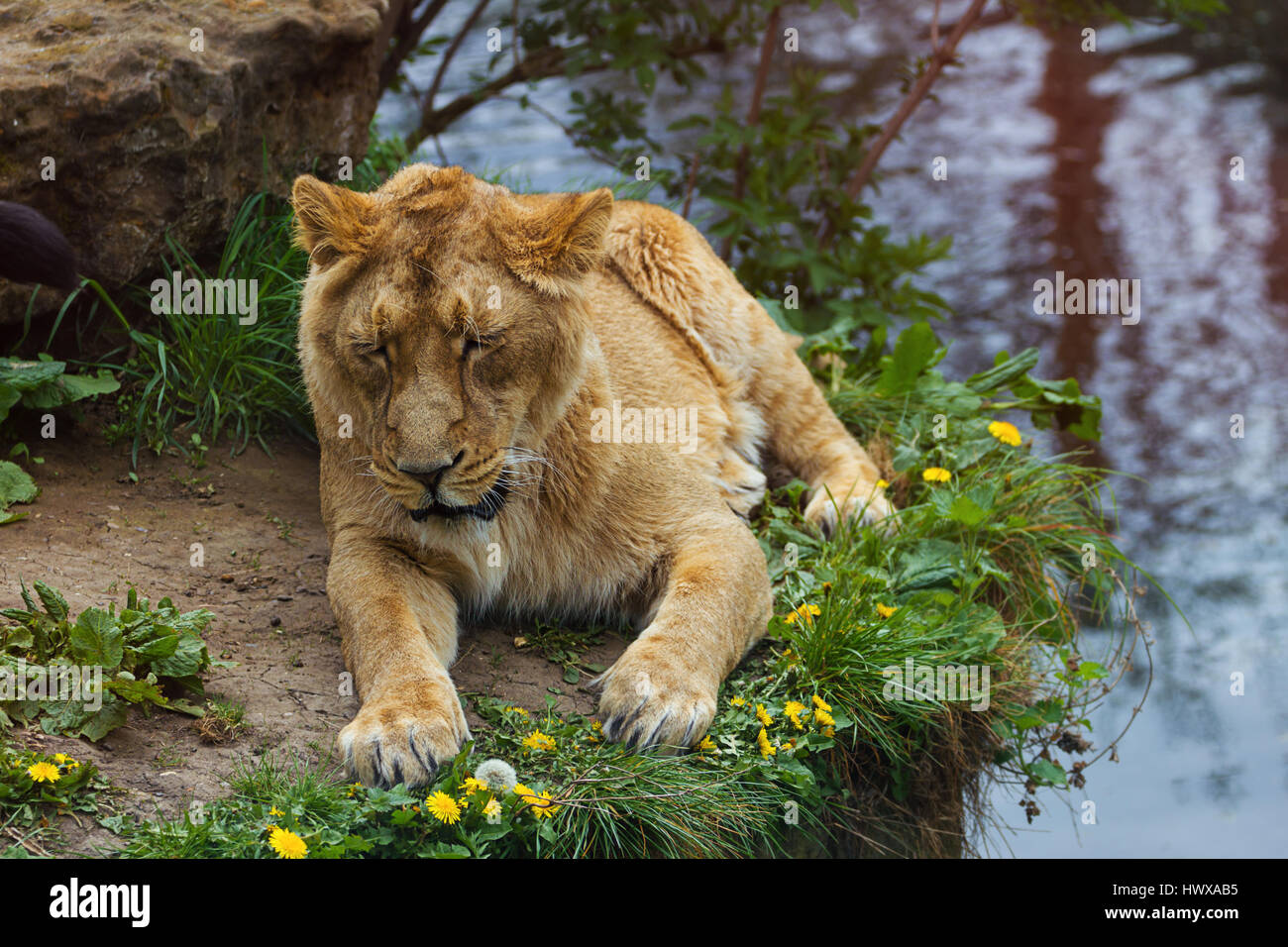 Cute relax animal lion hi-res stock photography and images - Alamy