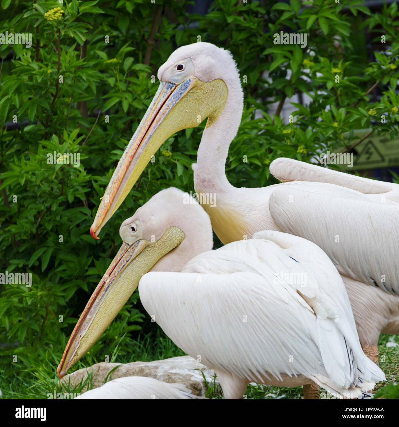 Pelican feeding hi-res stock photography and images - Alamy