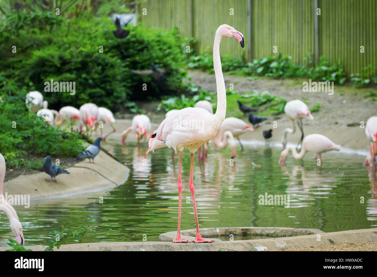 Pink flamingos at the perfect zoo in pool Stock Photo - Alamy