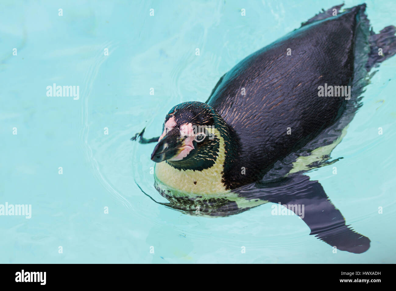 Funny penguins hi-res stock photography and images - Alamy