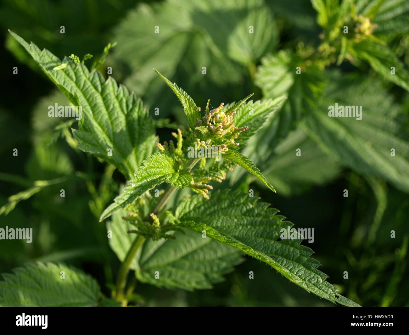 Skin irritation plant hi-res stock photography and images - Alamy