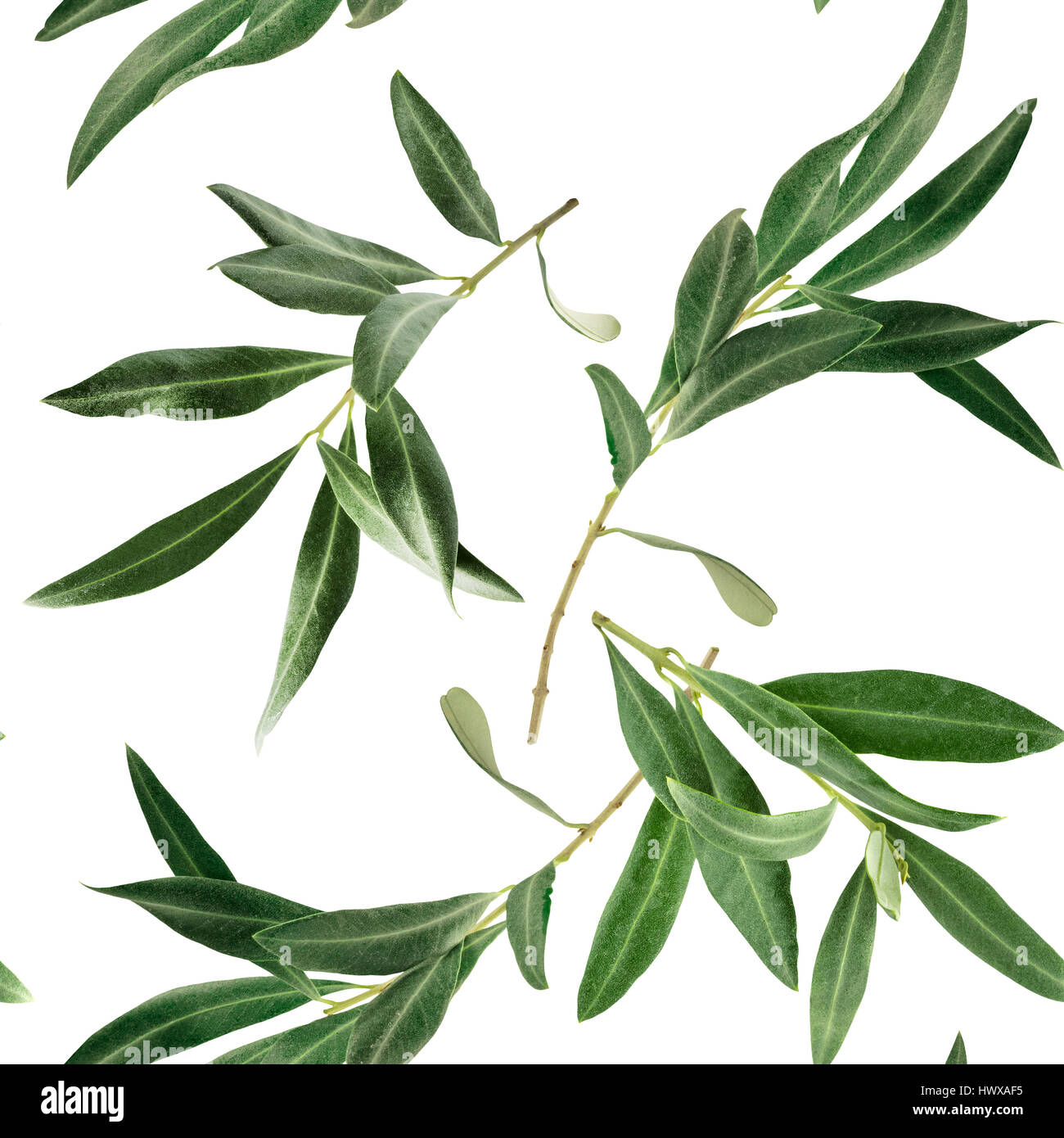 A seamless pattern with olive tree branches on white background Stock ...