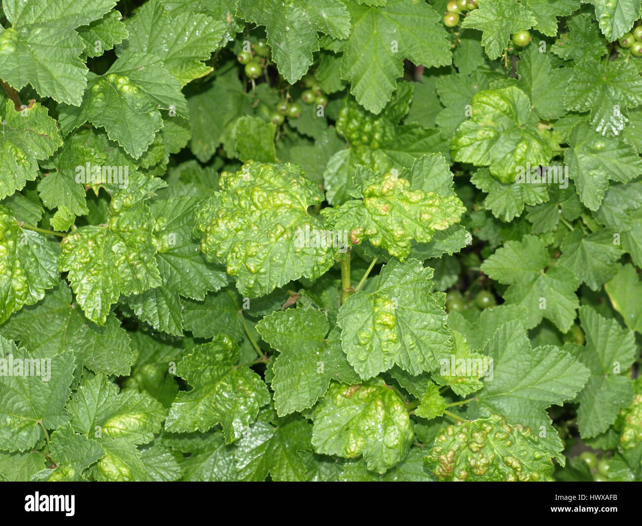 Disease red currant berry bush hi-res stock photography and images - Alamy