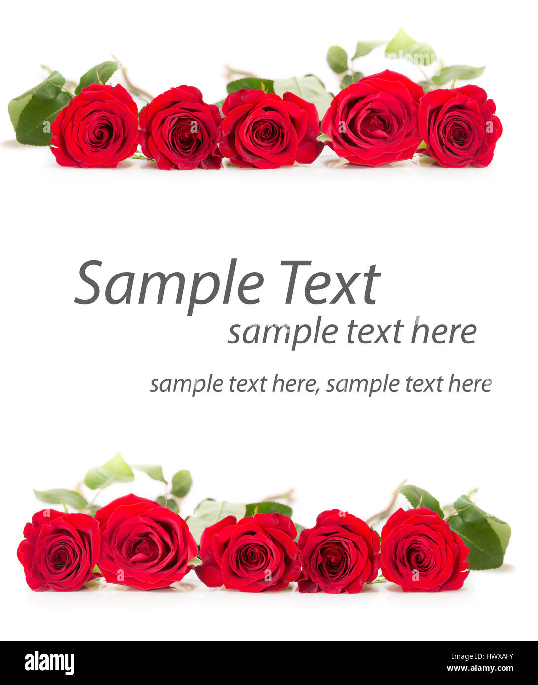 Row of five roses Stock Photo - Alamy