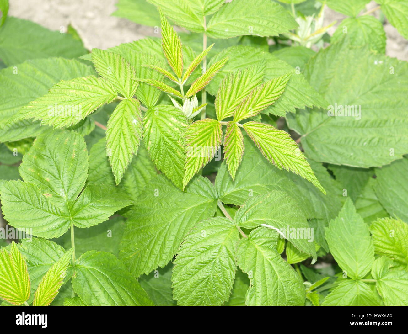 Raspberry plants hi-res stock photography and images - Alamy