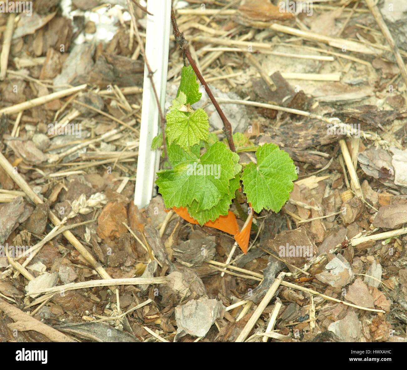 Young small grape-vine plant Stock Photo - Alamy