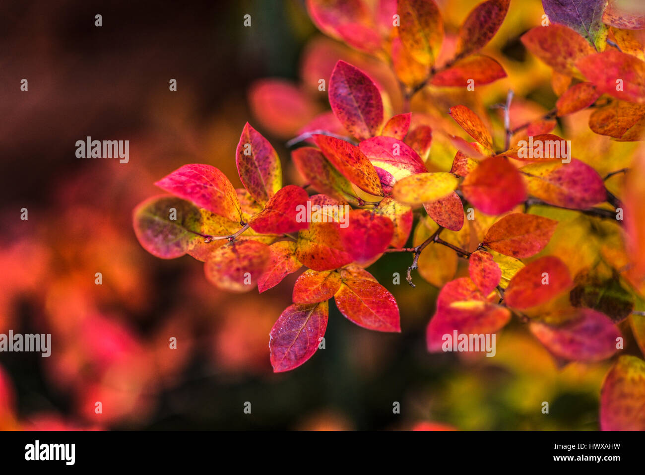 Colorful leaves in garden Stock Photo - Alamy