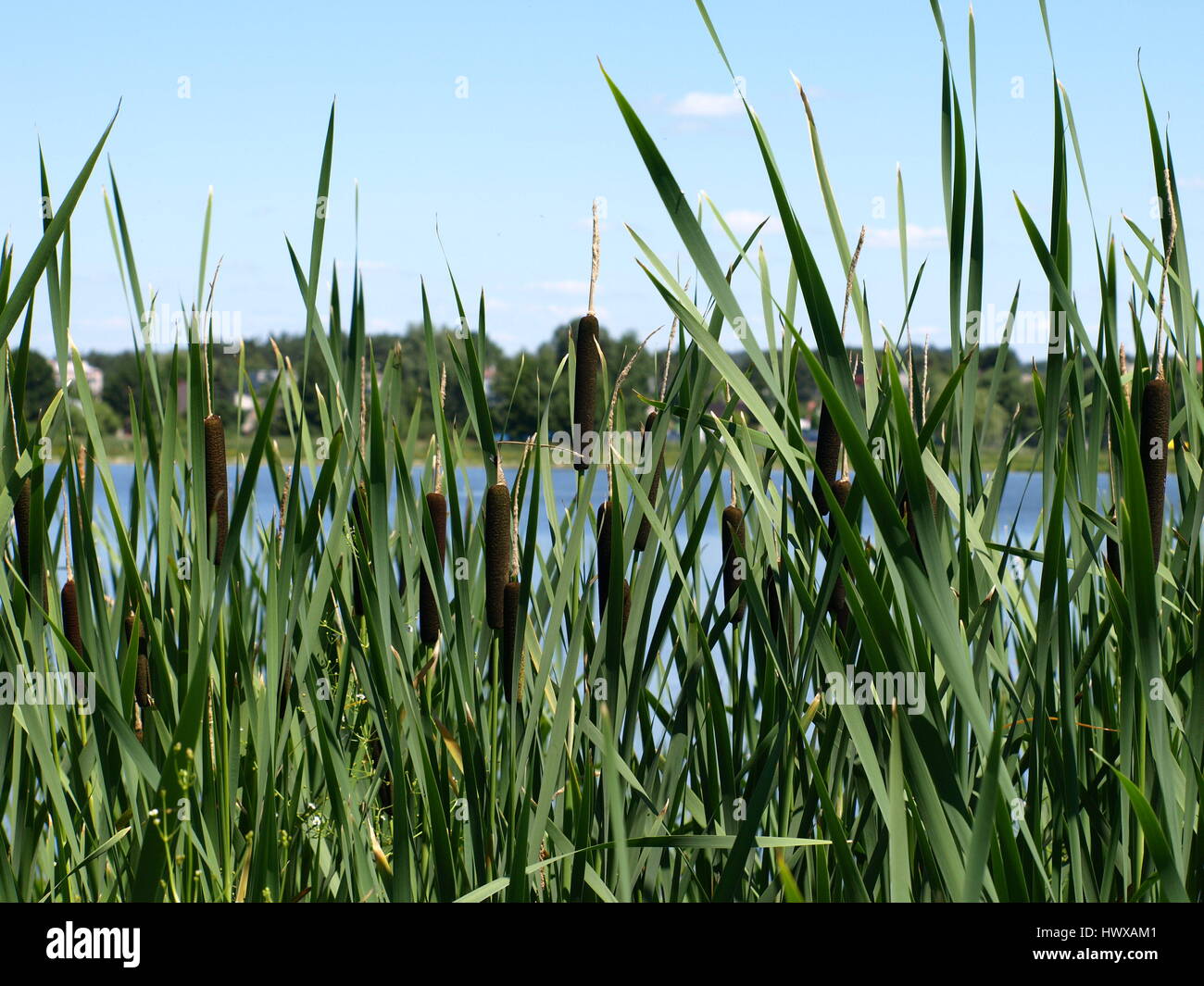 Plant sweet flag hi-res stock photography and images - Alamy