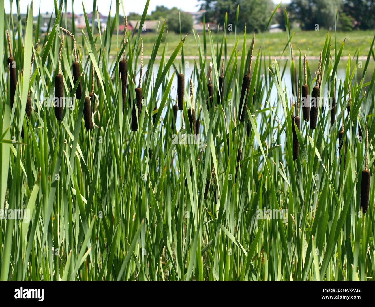 Sweet flags in lake Stock Photo - Alamy