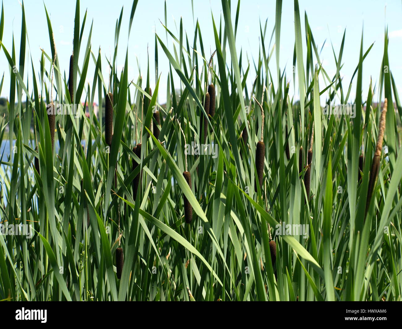 Sweet flags in lake Stock Photo - Alamy