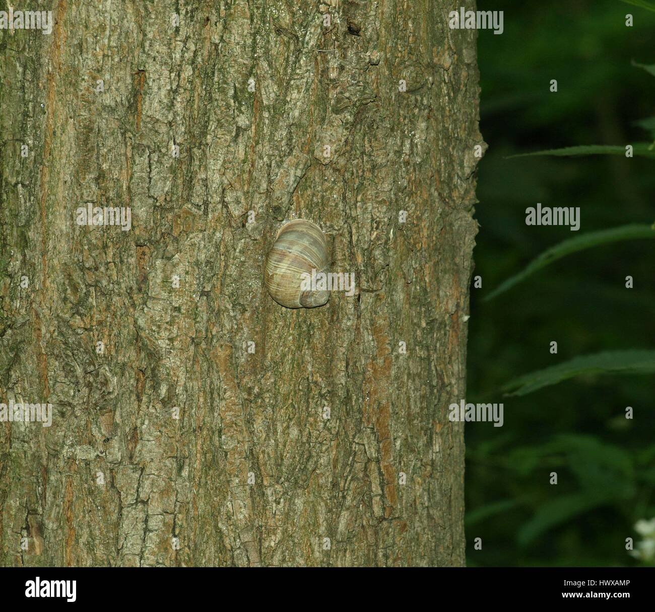 Snail in the wood hi-res stock photography and images - Alamy