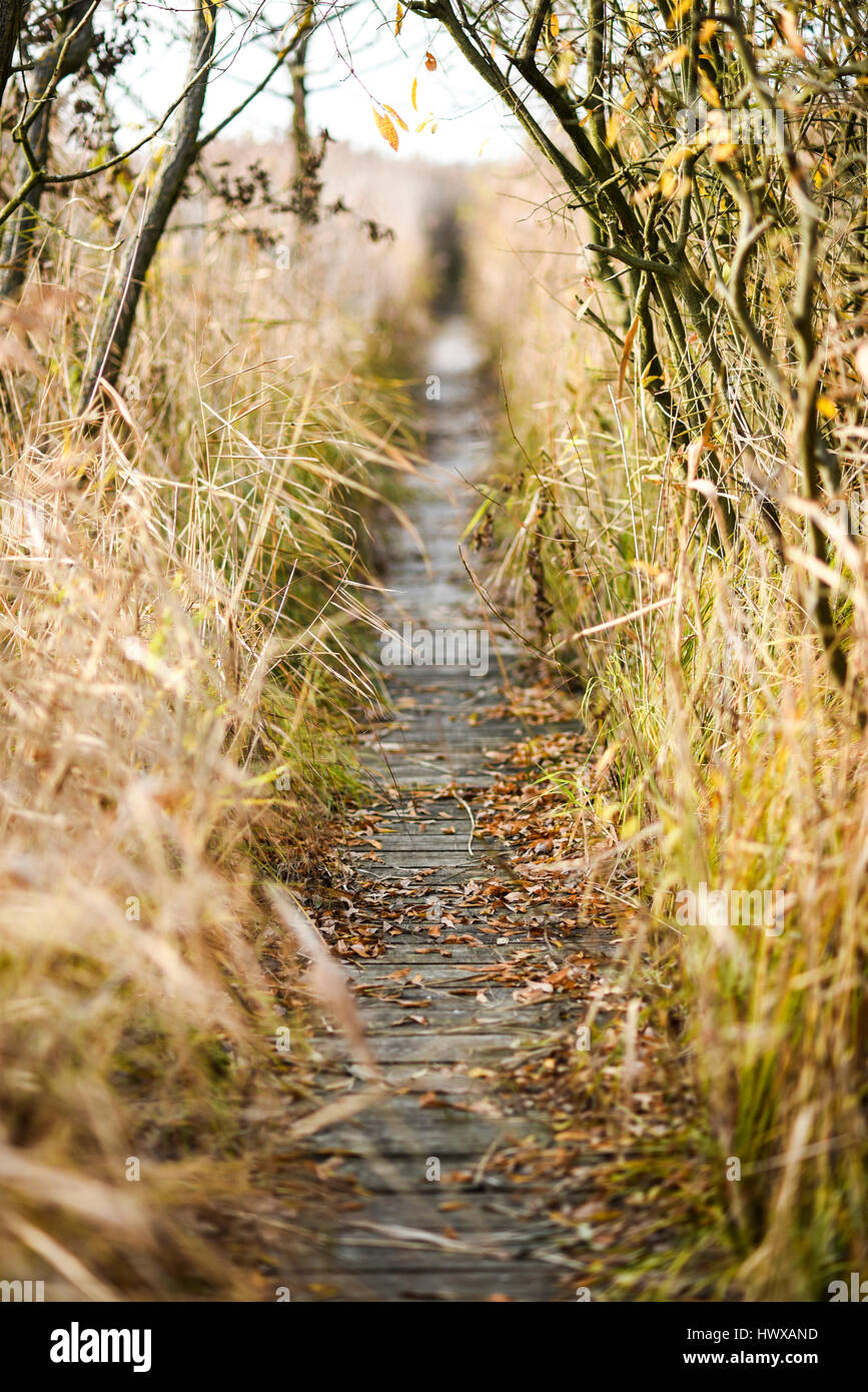 Bridge in the grass Stock Photo - Alamy