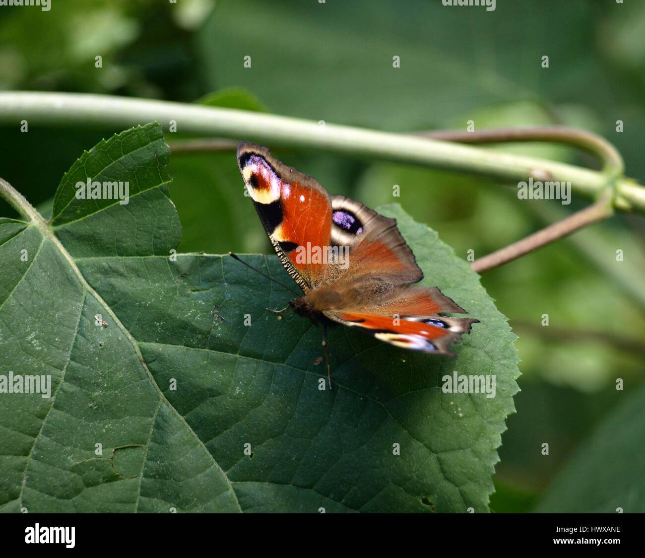 Butterfly on green leaf Stock Photo - Alamy
