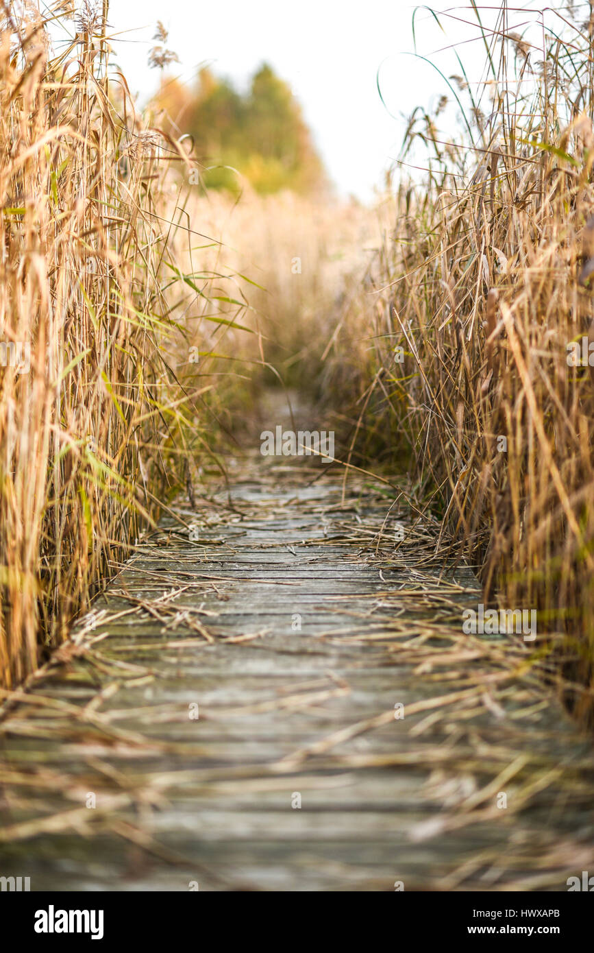 Bridge in nature hi-res stock photography and images - Alamy