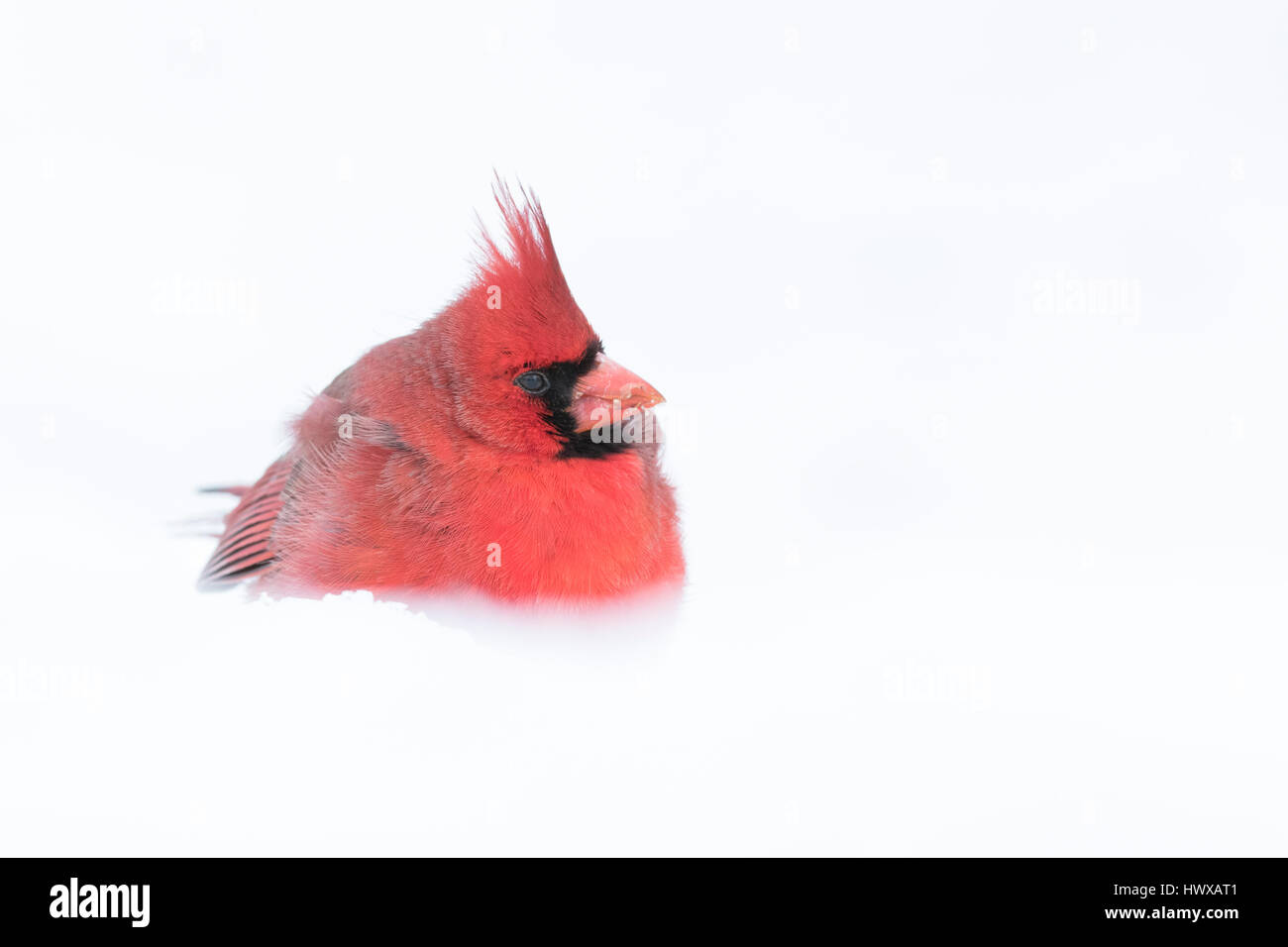 Male northern cardinal red Cut Out Stock Images & Pictures - Alamy