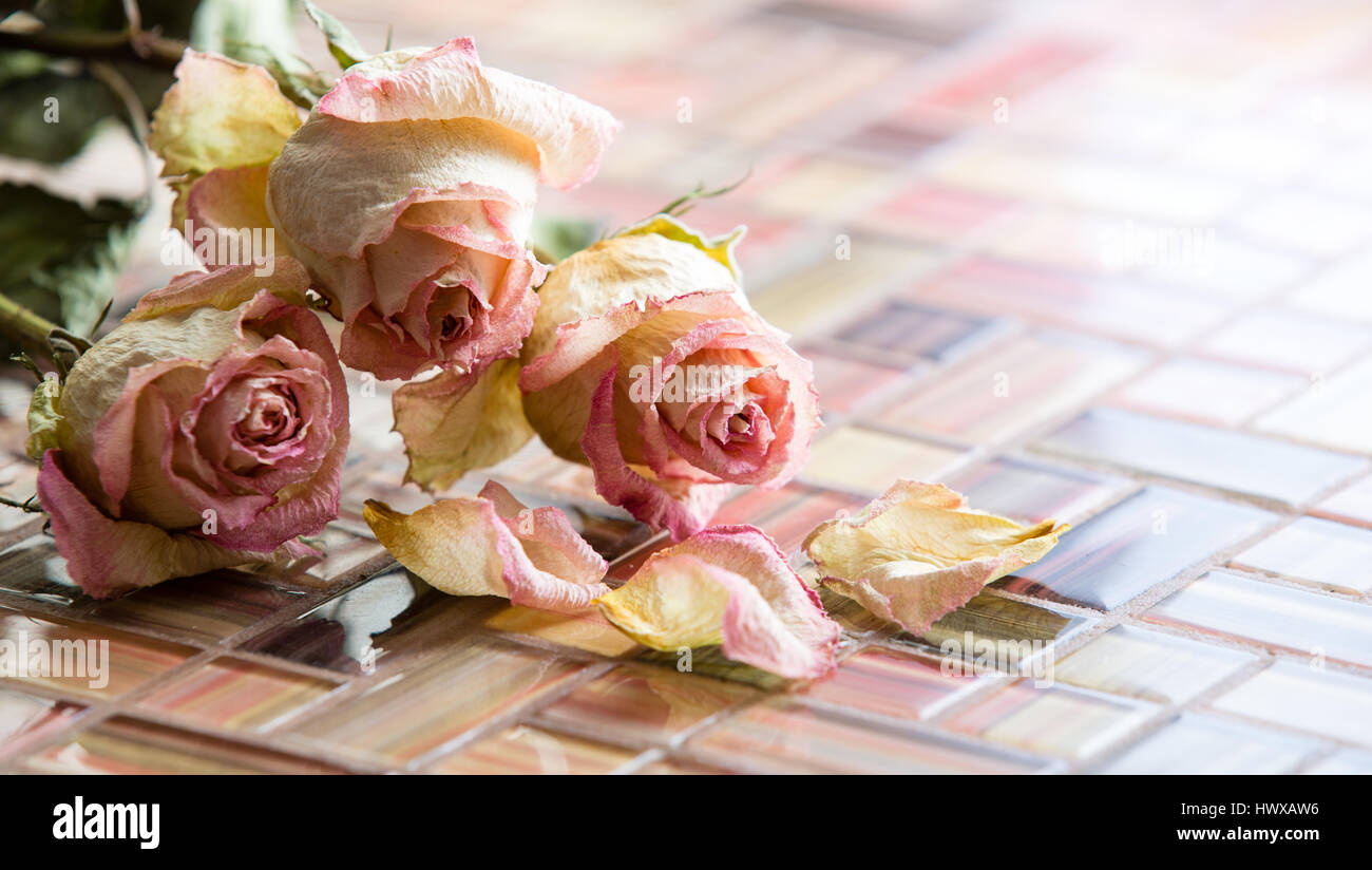 Old dried up roses hi-res stock photography and images - Alamy