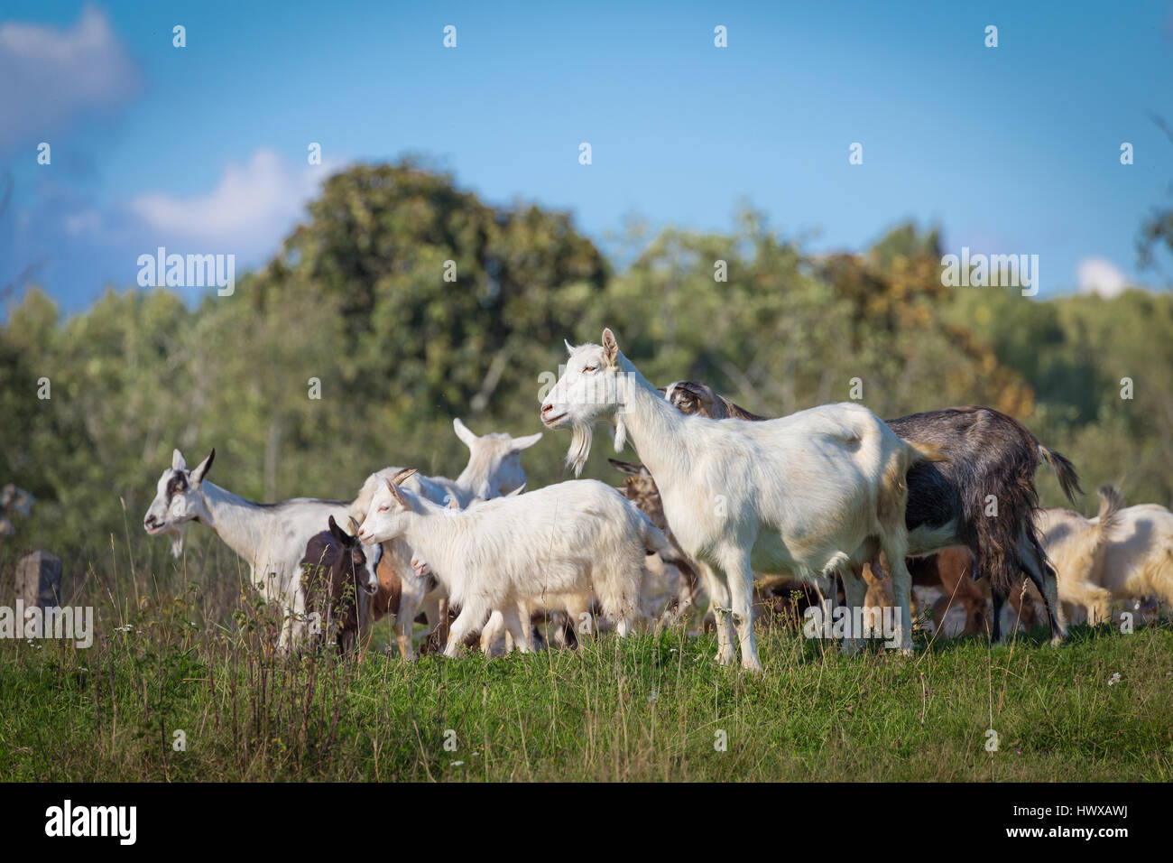 Animals field pets farm hi-res stock photography and images - Alamy