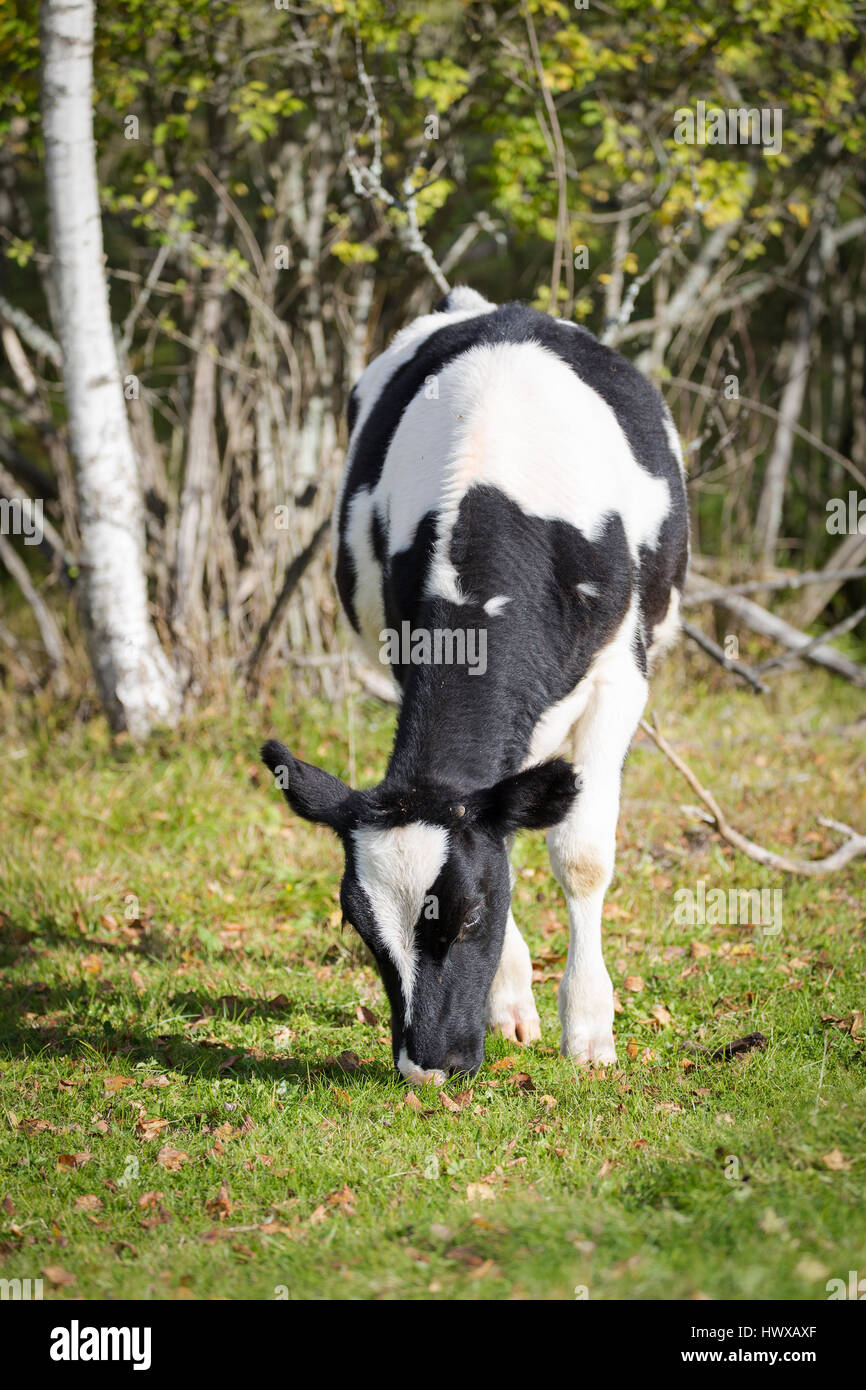 Nice cow hi-res stock photography and images - Alamy