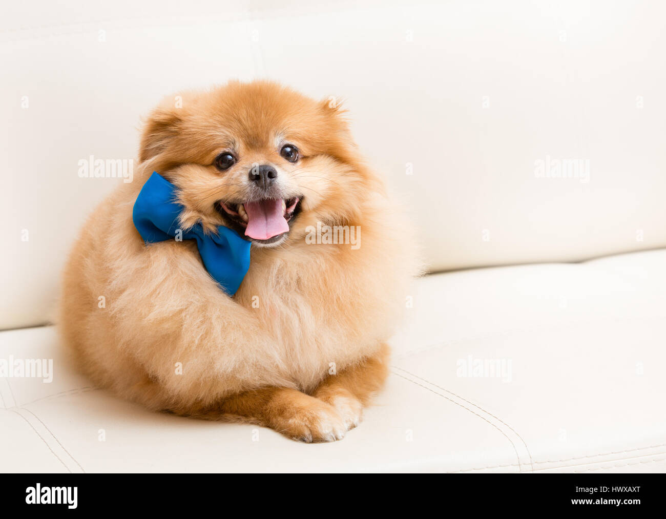Blue spitz hi-res stock photography and images - Alamy