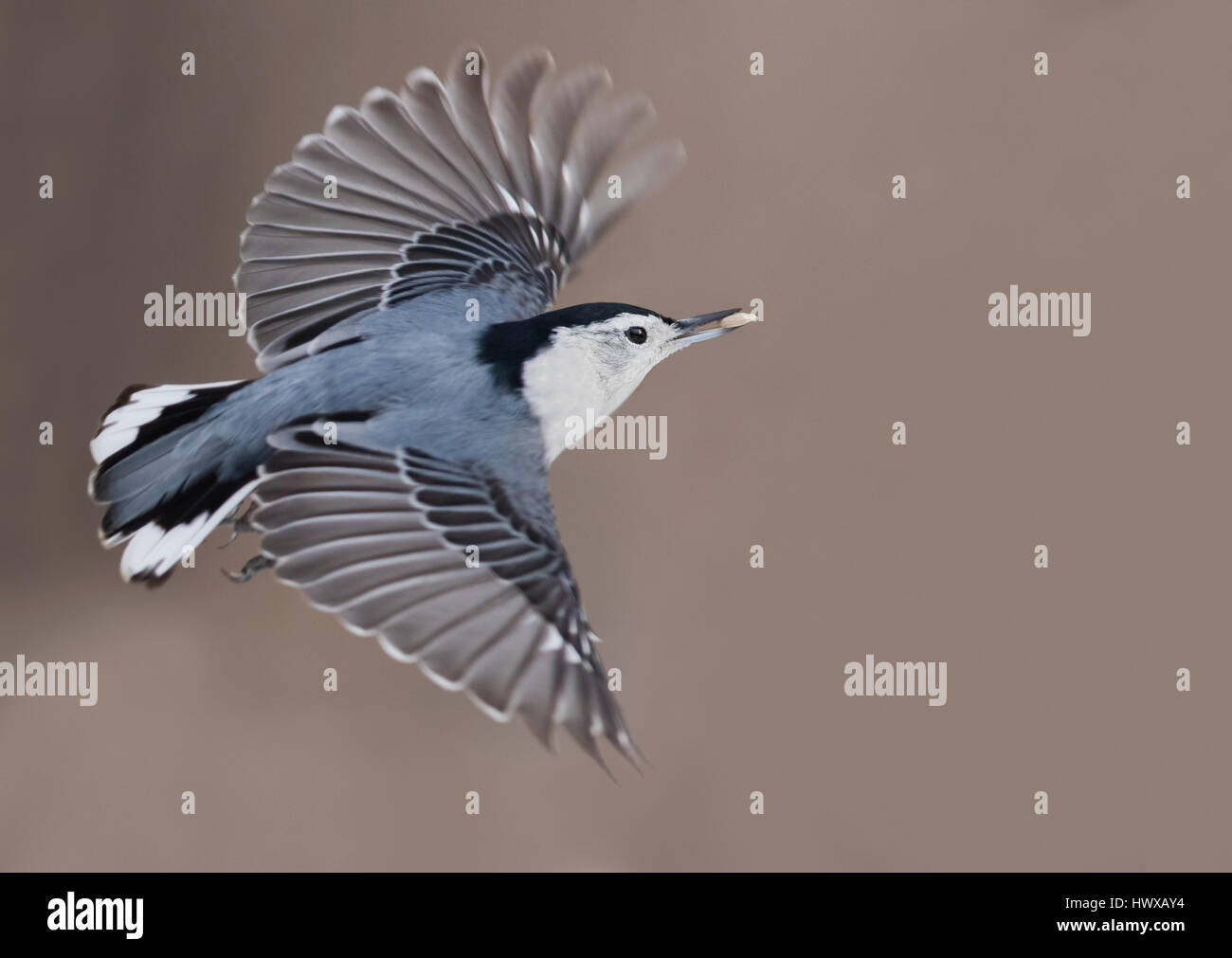 Nuthatch in flight hi-res stock photography and images - Alamy