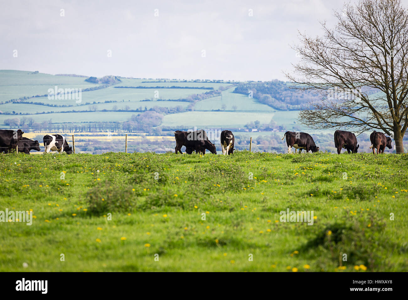 Hill eating hi-res stock photography and images - Alamy