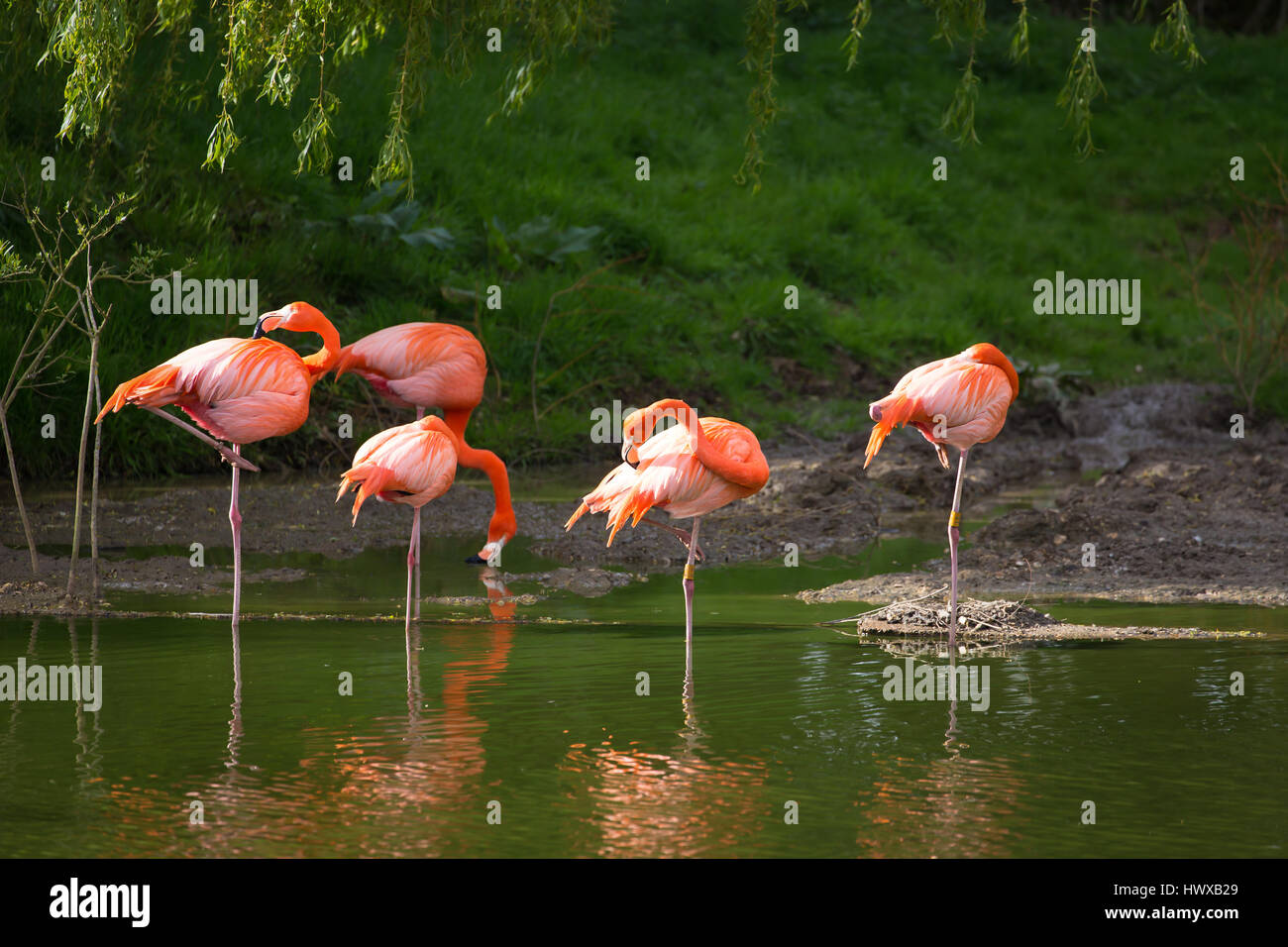 Pink flamingo in pool hi-res stock photography and images - Alamy