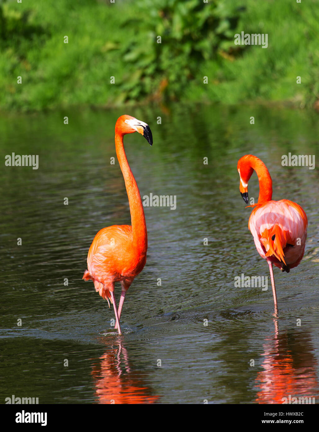 Bright orange flamingos hi-res stock photography and images - Alamy