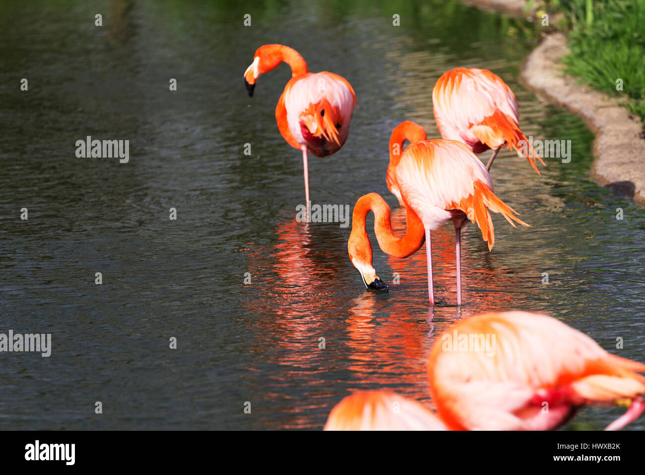 Bright orange flamingos hi-res stock photography and images - Alamy