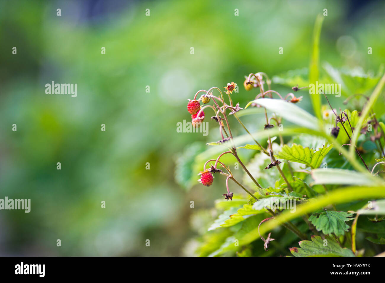 Wild strawberries hi-res stock photography and images - Alamy
