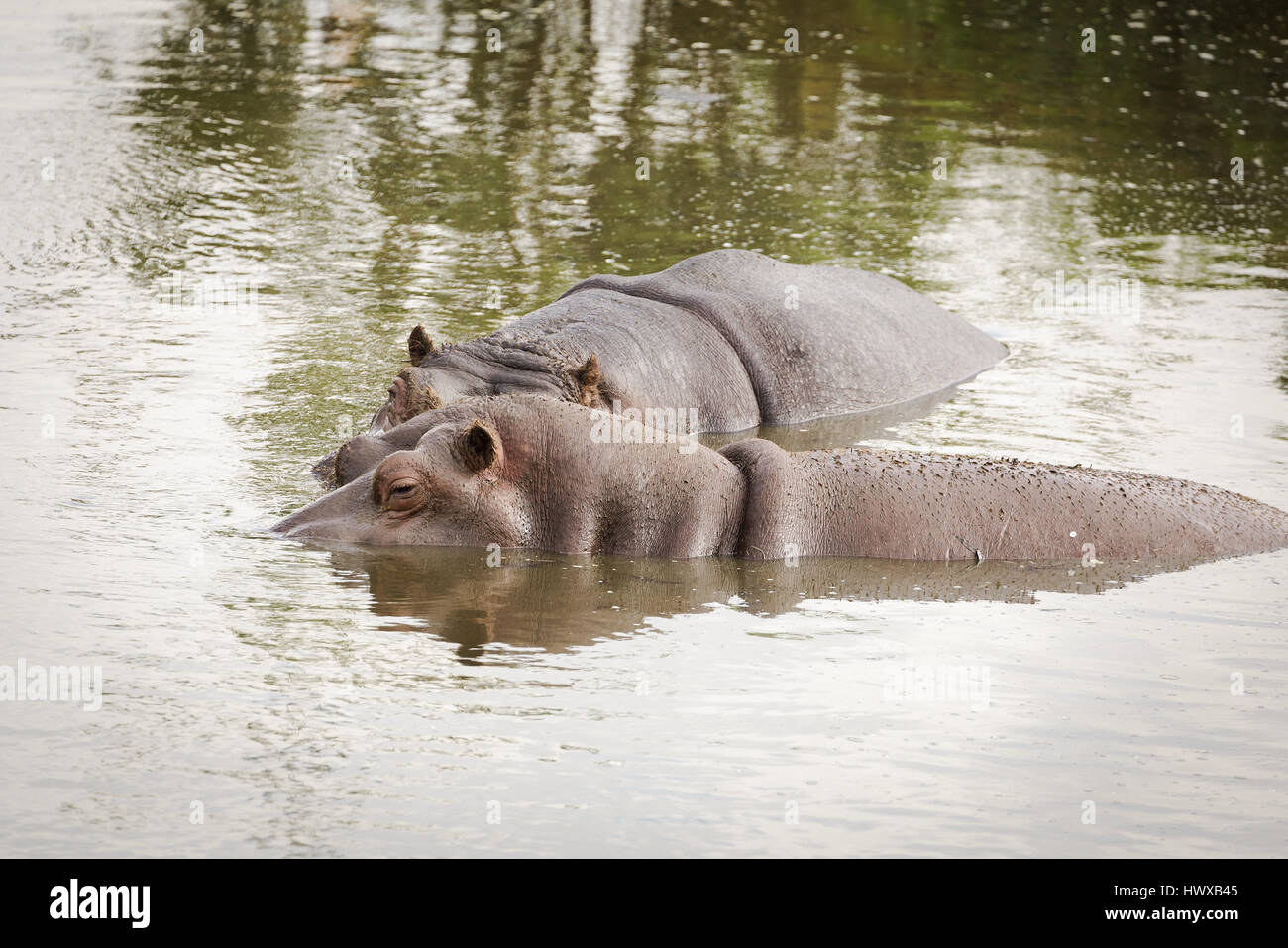 Hippos, hippopotamus swimming in a pool outdoors Stock Photo - Alamy