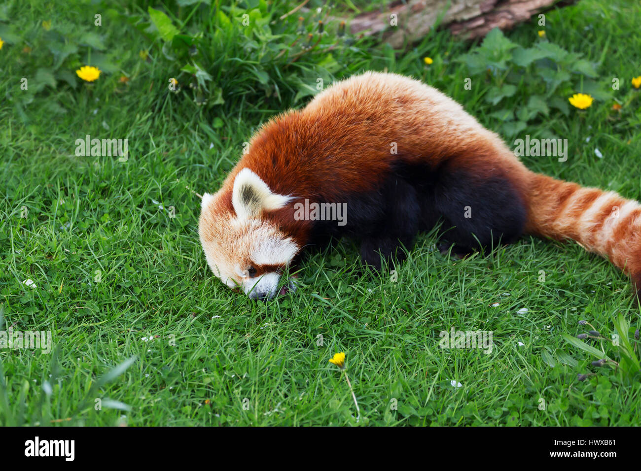 Red panda perfect pretty animal Stock Photo - Alamy