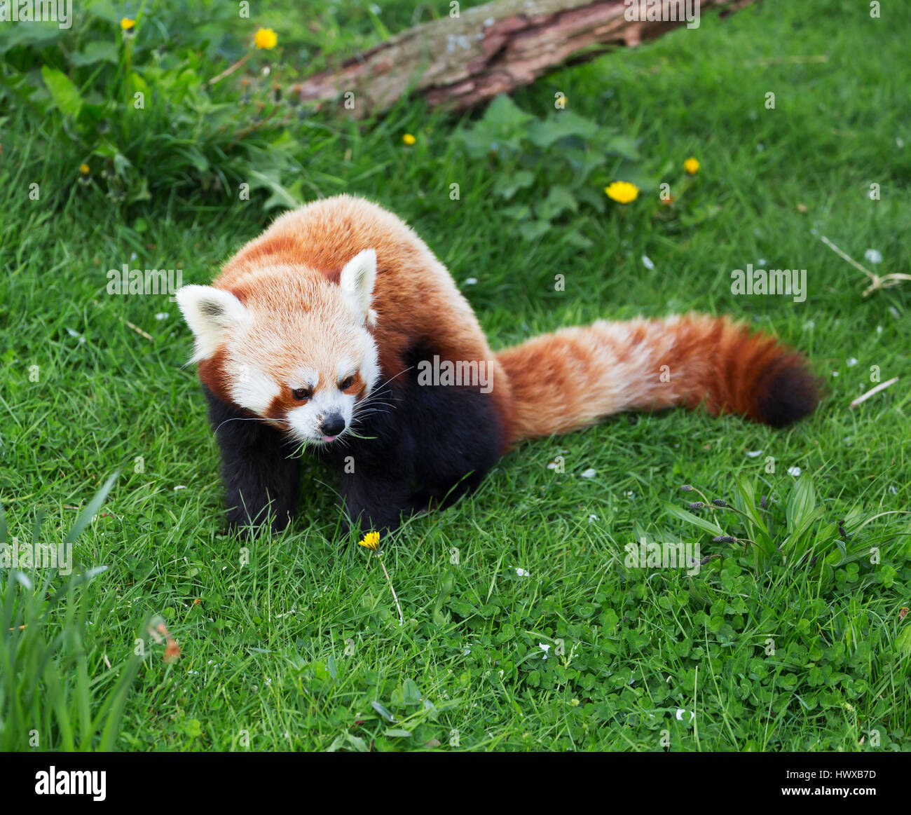 Red panda perfect pretty animal Stock Photo - Alamy