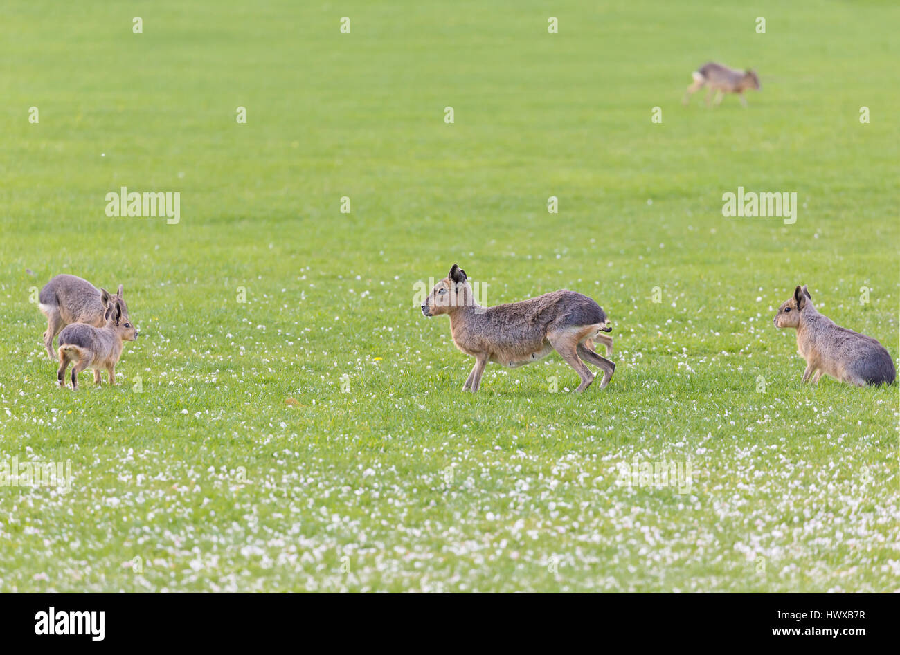 Hares on a meadow having fun and running Stock Photo - Alamy