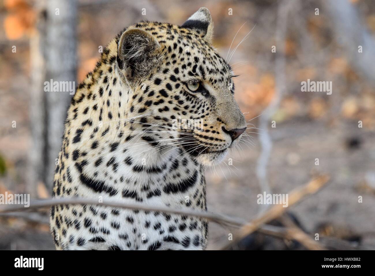 Leopardess hi-res stock photography and images - Alamy