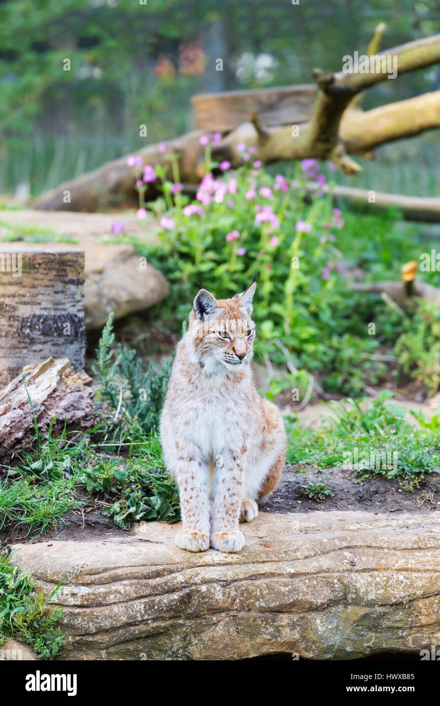 Elegant lynx sitting on a wood outdoors Stock Photo - Alamy